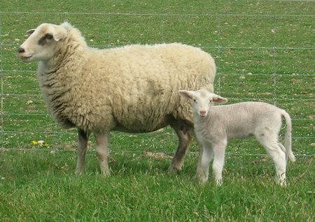 White Suffolks - Belfield Park Stud